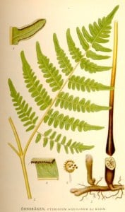 Wild Foraging: How To Identify, Harvest and Prepare Bracken Fern ...