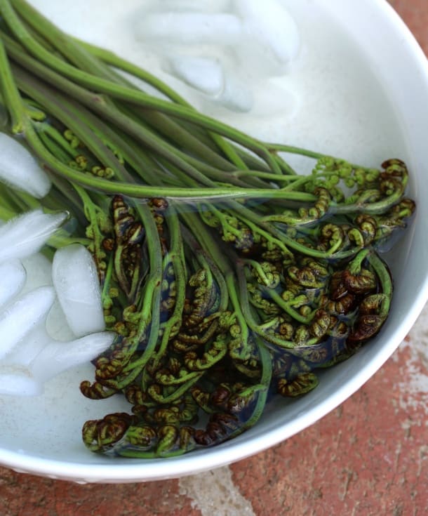 Wild Foraging: How To Identify, Harvest and Prepare Bracken Fern ...