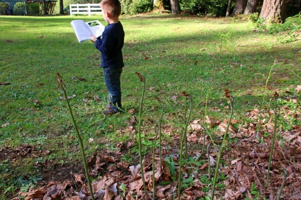 Wild Foraging: How To Identify, Harvest and Prepare Bracken Fern ...