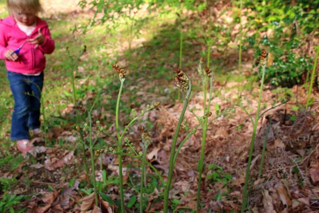 Wild Foraging: How To Identify, Harvest and Prepare Bracken Fern ...