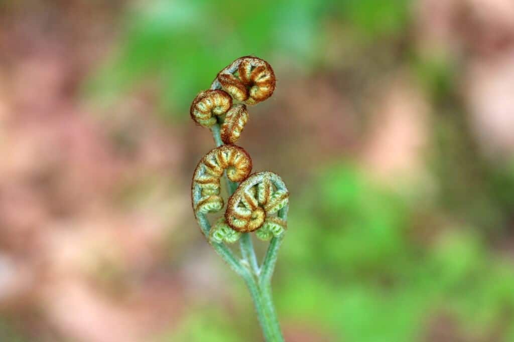 Wild Foraging: How To Identify, Harvest and Prepare Bracken Fern ...