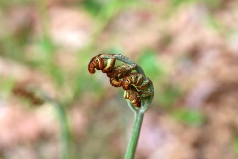 Wild Foraging: How To Identify, Harvest and Prepare Bracken Fern ...