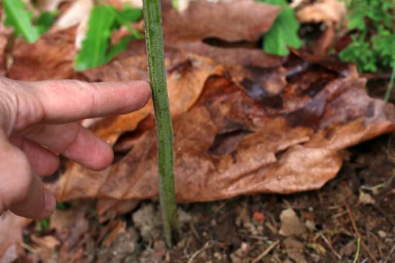 Wild Foraging: How To Identify, Harvest and Prepare Bracken Fern ...