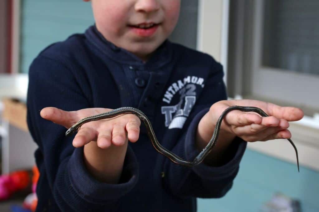 Wild Foraging: How To Identify, Harvest and Prepare Bracken Fern ...