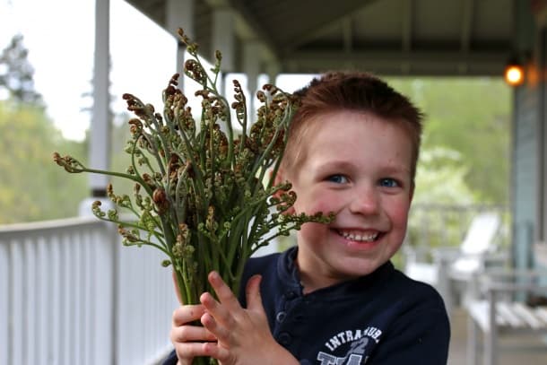 Wild Foraging: How To Identify, Harvest and Prepare Bracken Fern ...