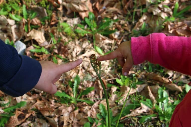 Wild Foraging: How To Identify, Harvest and Prepare Bracken Fern ...