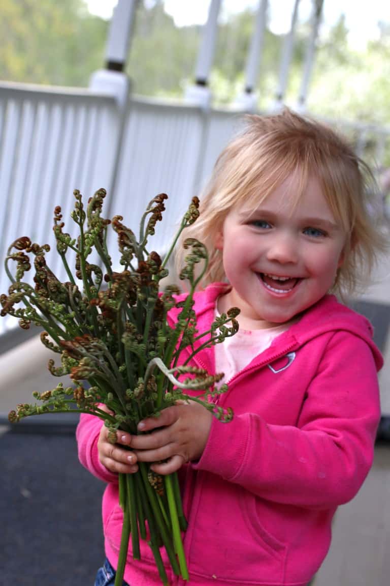 Wild Foraging: How To Identify, Harvest and Prepare Bracken Fern ...
