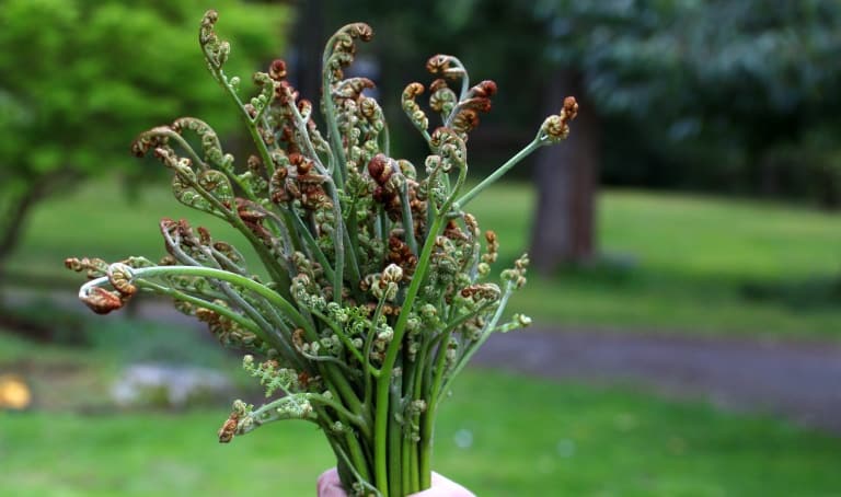 Wild Foraging: How To Identify, Harvest and Prepare Bracken Fern ...