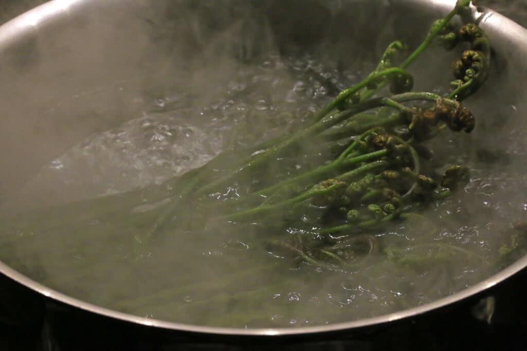 Wild Foraging: How To Identify, Harvest and Prepare Bracken Fern ...