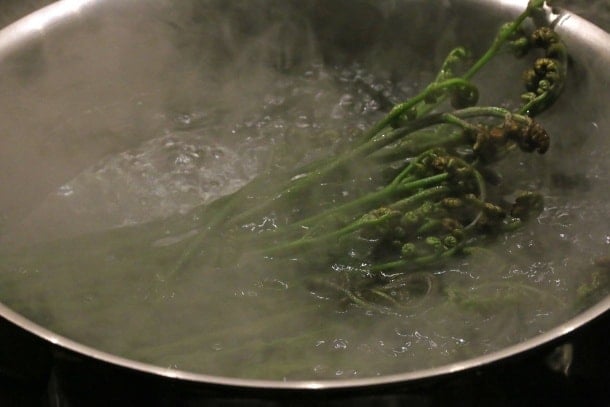 Wild Foraging: How To Identify, Harvest and Prepare Bracken Fern ...