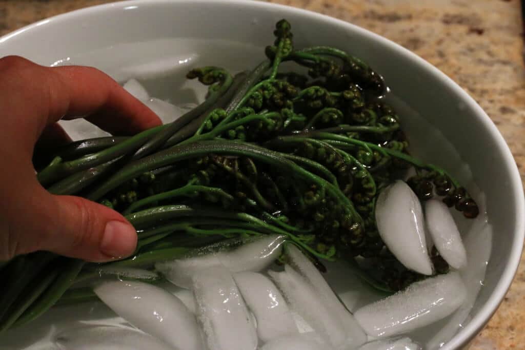 Wild Foraging: How To Identify, Harvest and Prepare Bracken Fern ...