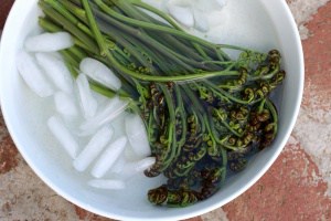 Wild Foraging: How To Identify, Harvest and Prepare Bracken Fern ...