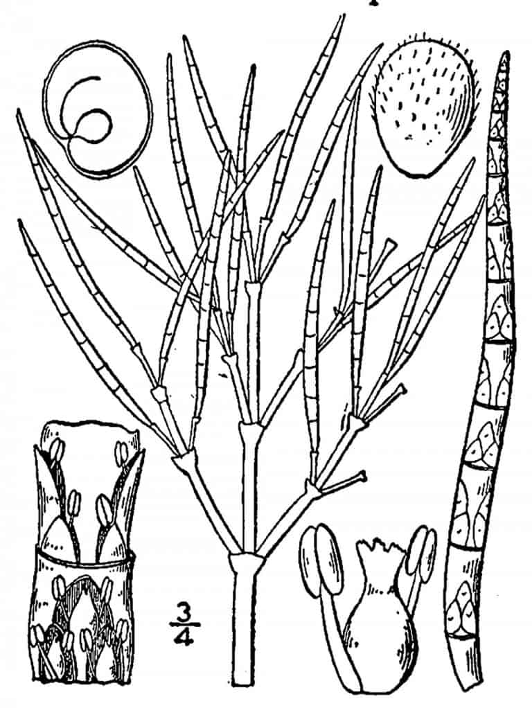 Wild Foraging: How To Identify, Harvest and Prepare Sea Beans (aka, Sea ...