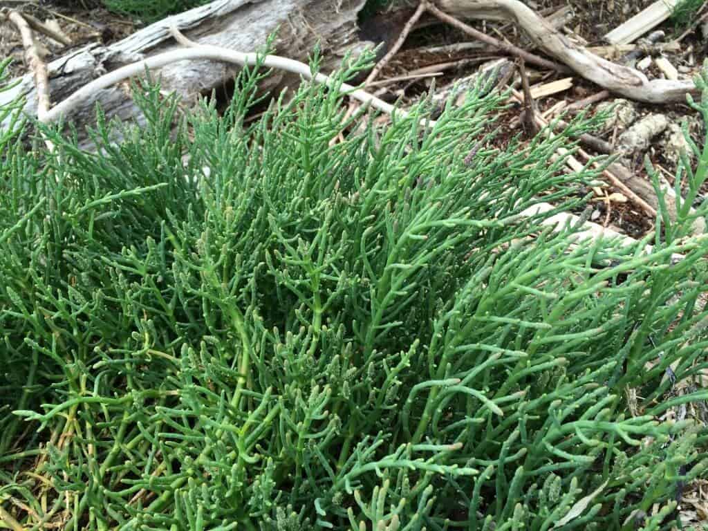 Wild Foraging: How To Identify, Harvest and Prepare Sea Beans (aka, Sea ...