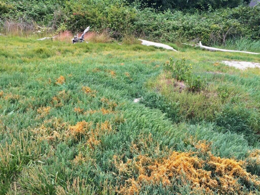 Wild Foraging: How To Identify, Harvest and Prepare Sea Beans (aka, Sea ...