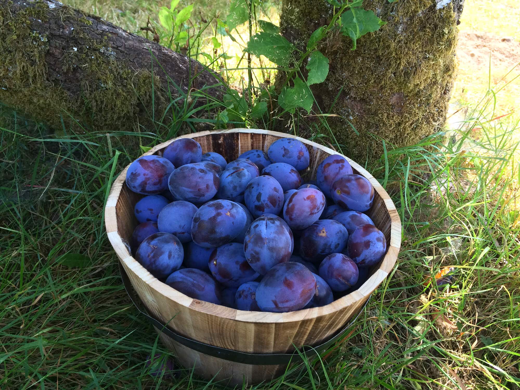 Zwetschgenkuchen (German Plum Cake) - The Daring Gourmet