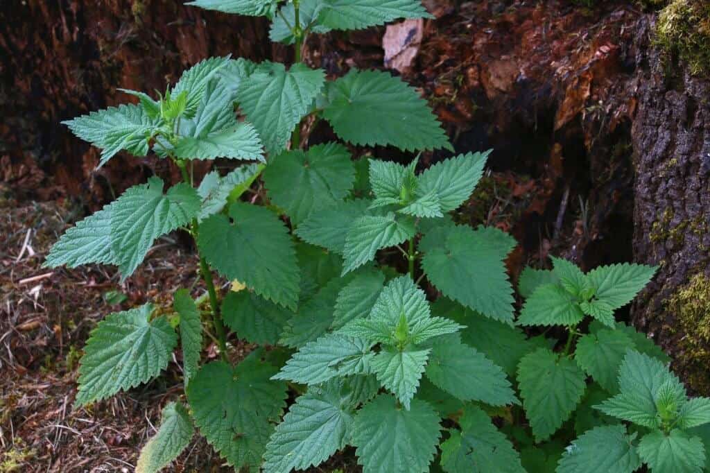 Wild Foraging: How To Identify, Harvest, Store and Use Stinging Nettle ...