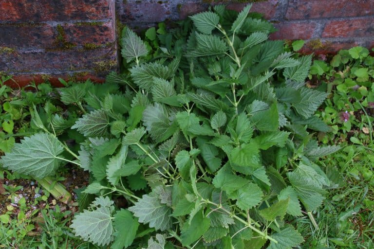 Wild Foraging: How To Identify, Harvest, Store and Use Stinging Nettle ...