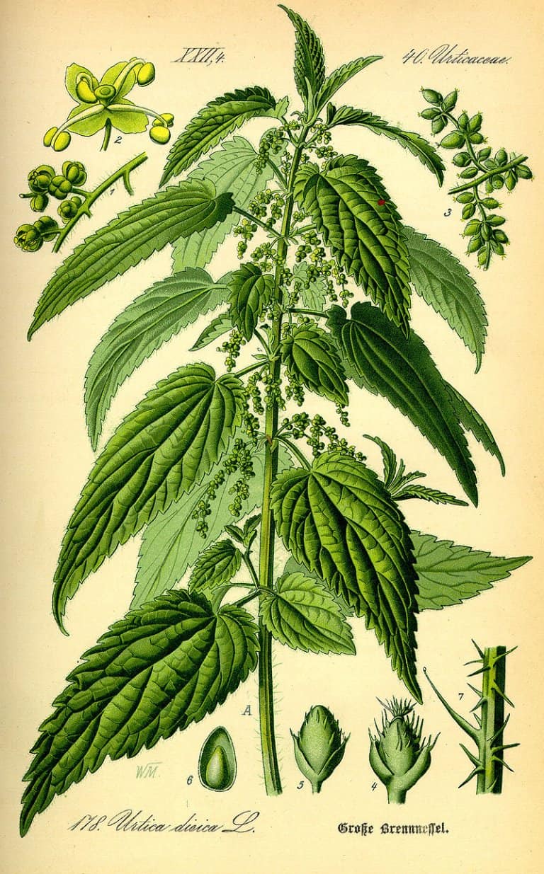 Wild Foraging: How To Identify, Harvest, Store and Use Stinging Nettle ...