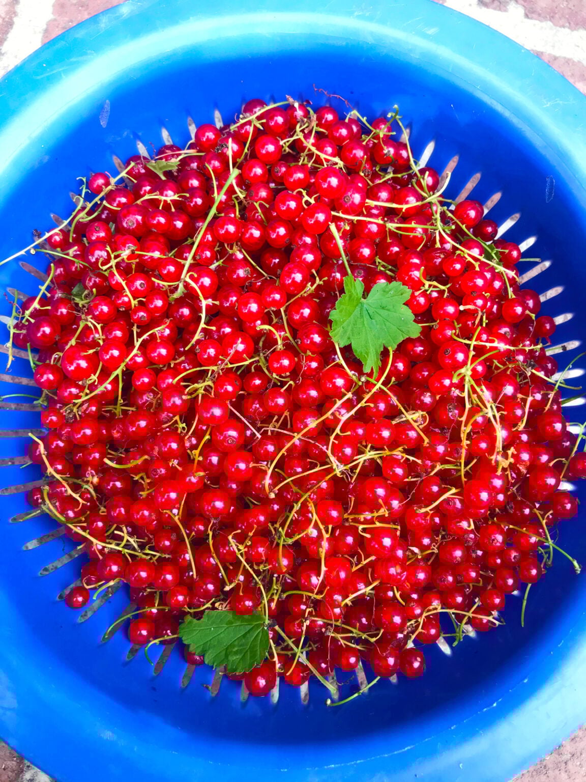 Red Currant Jelly - The Daring Gourmet