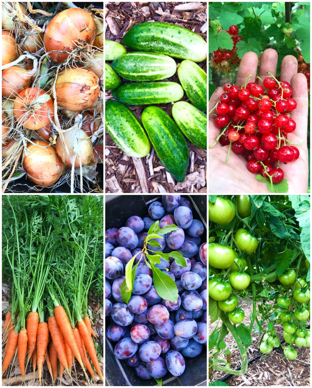 How to Make Worm Tea - The Daring Gourmet