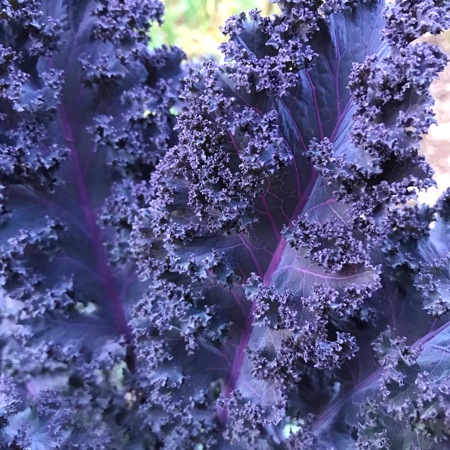 How to Save Kale Seeds - The Daring Gourmet