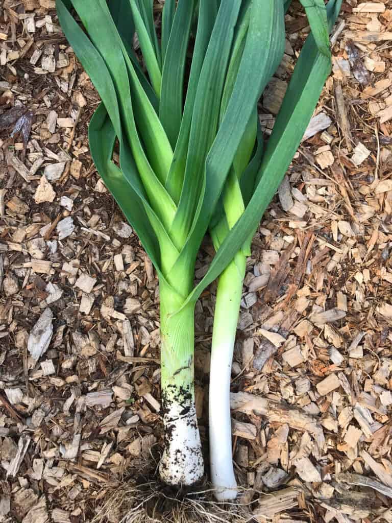 How to Freeze Leeks - The Daring Gourmet