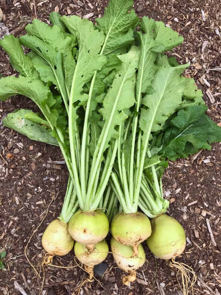 Roasted Rutabaga - The Daring Gourmet