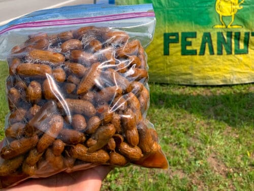 Boiled Peanuts - The Daring Gourmet