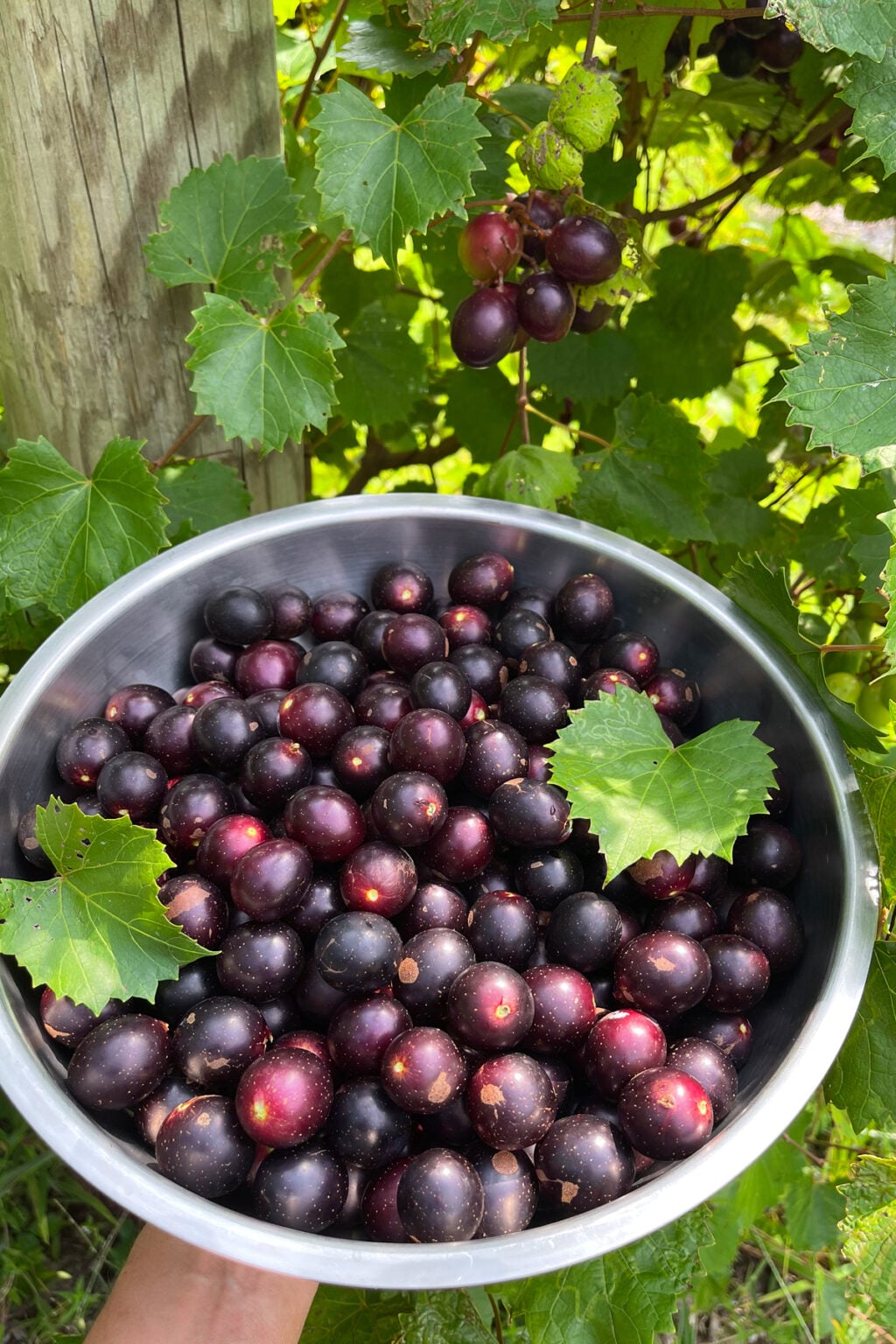 Muscadine Jelly - The Daring Gourmet